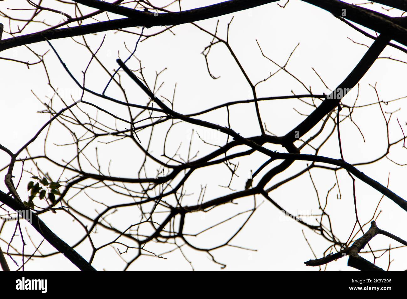 silhouette of a tree branch in Rio de Janeiro Brazil Stock Photo - Alamy