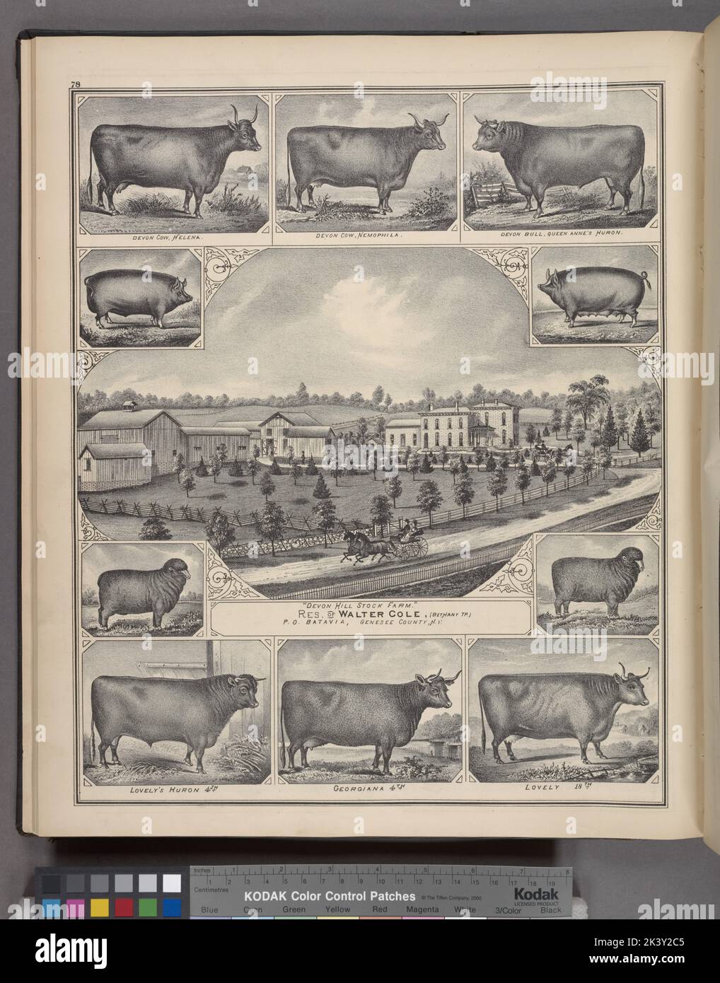Devom Cow, Helena. ; Devon Cow, Nemophila. ; Devon Bull, Queen Anne's ...