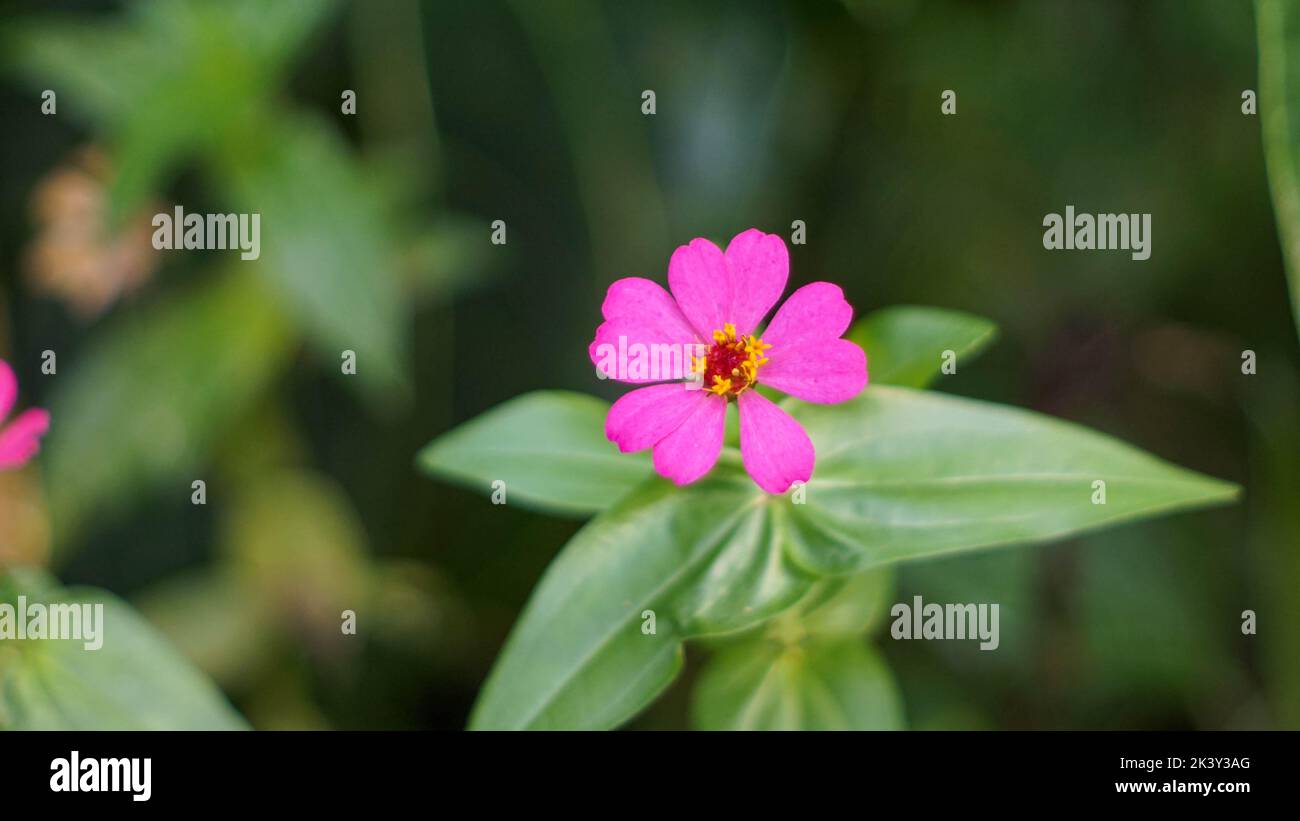 Pink spotted flower with green color and blurred background in garden ...