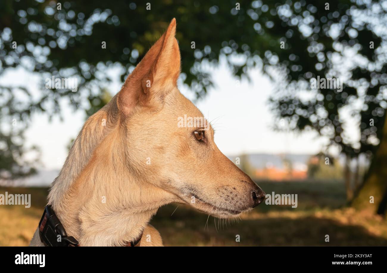 warren hound dog head with tawny hair seen up close in detail in summer ...