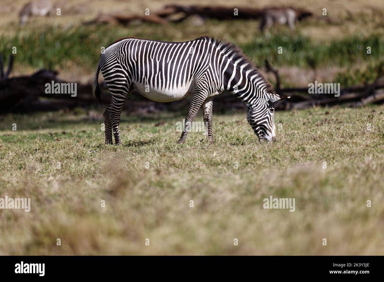 A vertical shot of a pregnant Grevy's zebra (Equus grevyi) eating grass ...