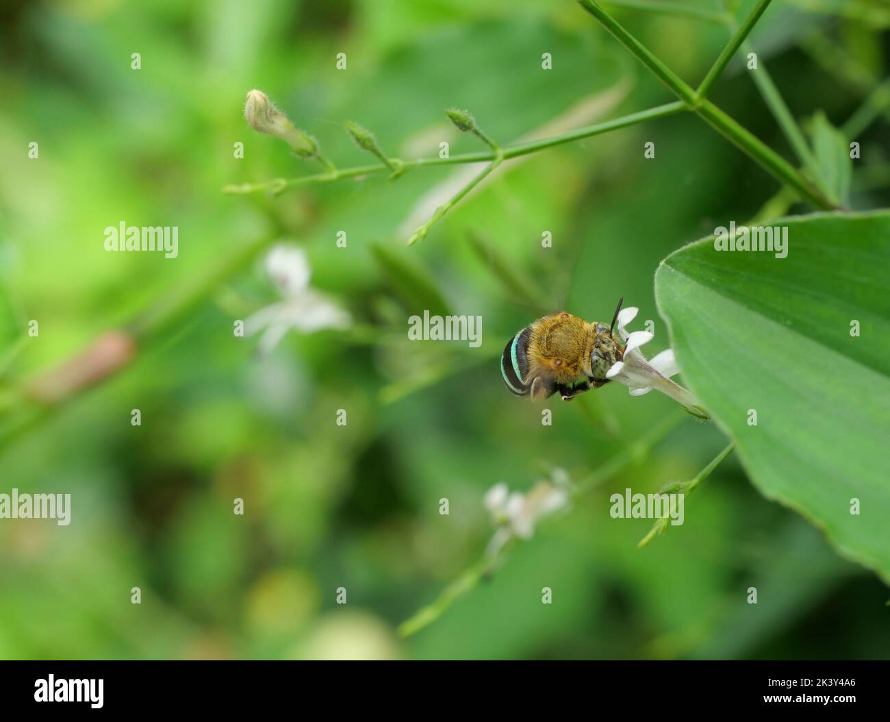 Carpenter Bee fliing to seeking nectar in Andrographis paniculata ...