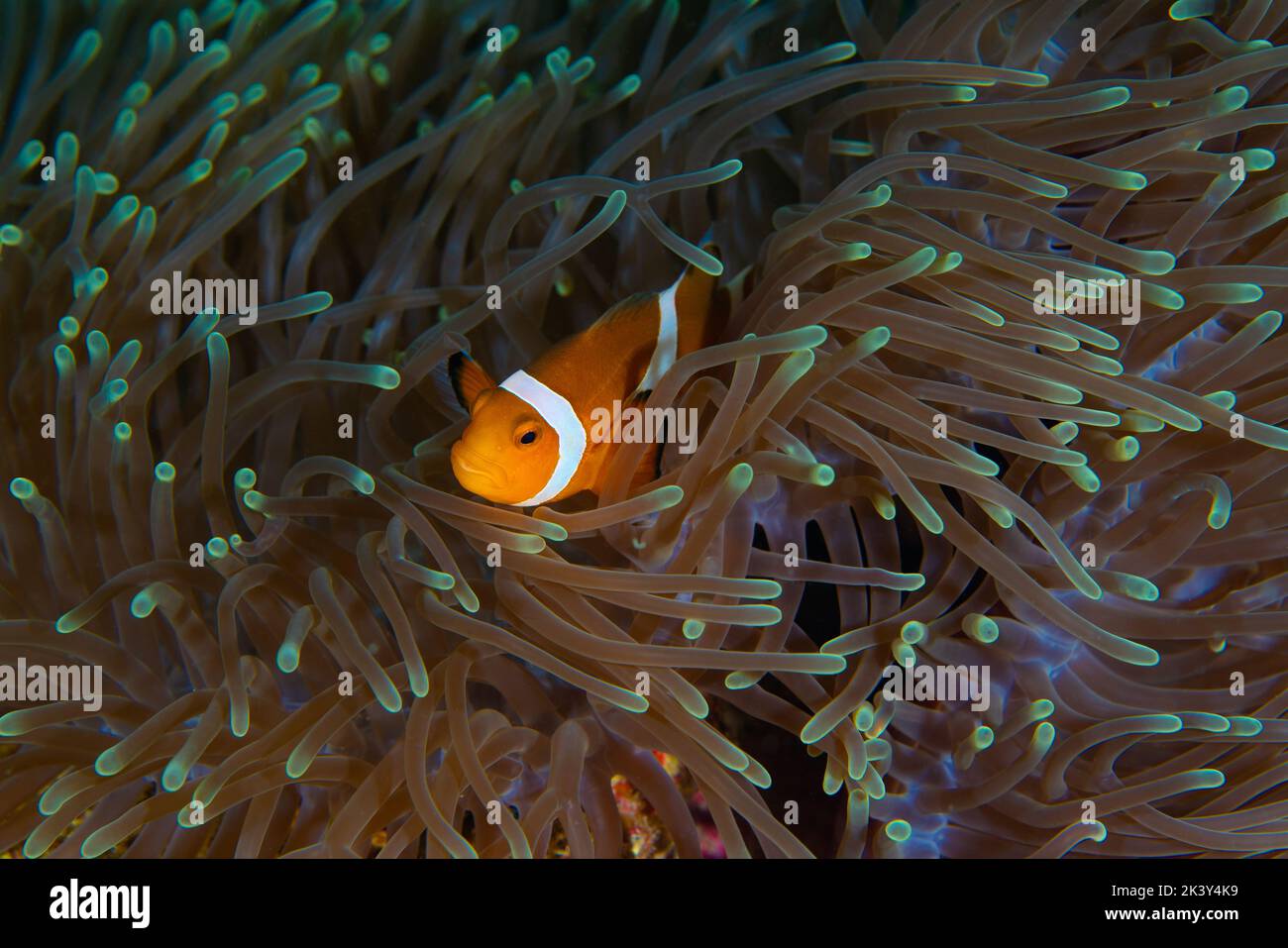 Orange white striped nemo clownfish nestled in its brown translucent ...