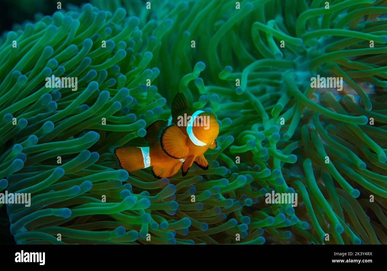 Orange white striped nemo clownfish swimming out of its green anemone ...