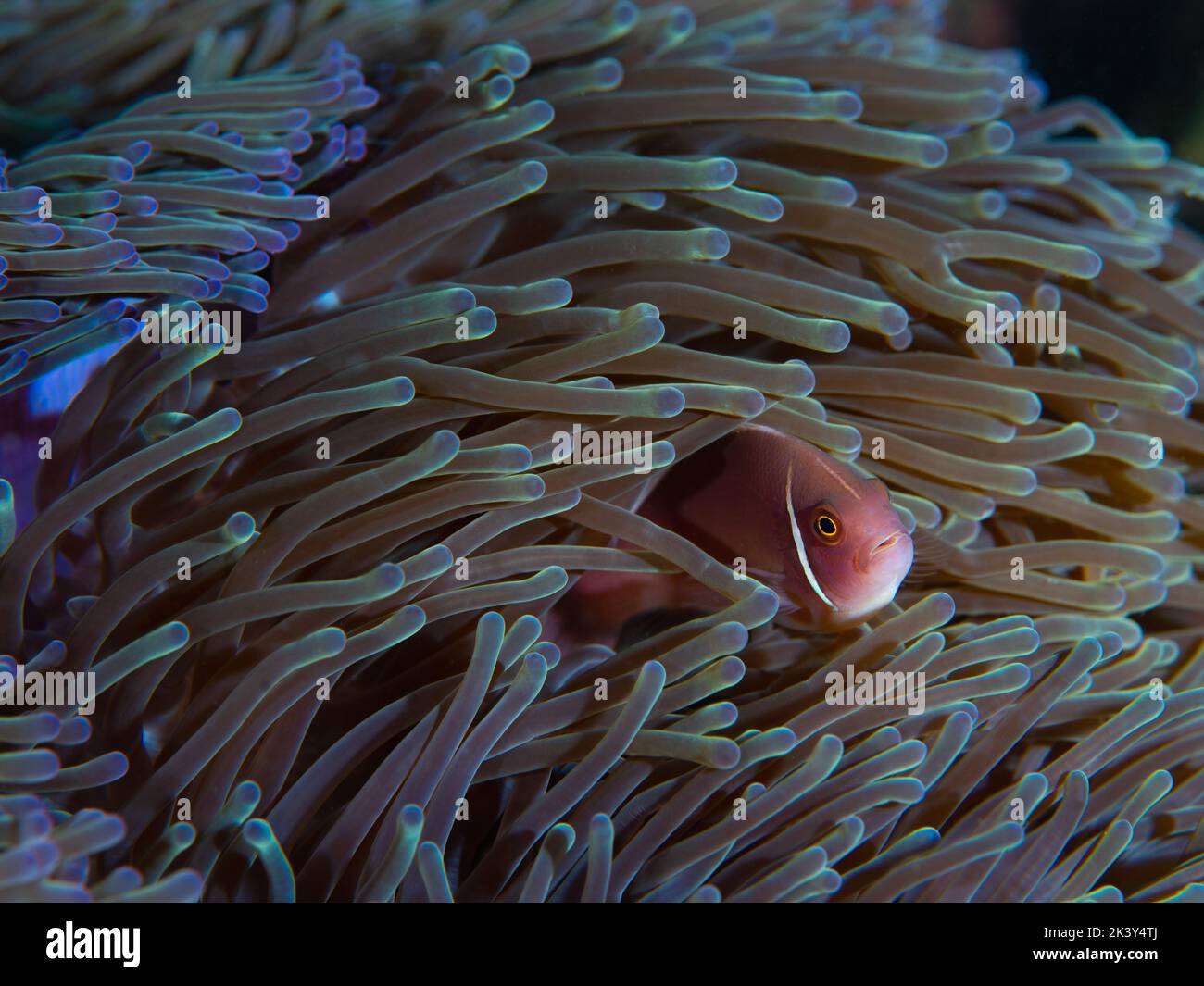 Close-up of pink skunk nemo clownfish nestled in its anemone habitat ...