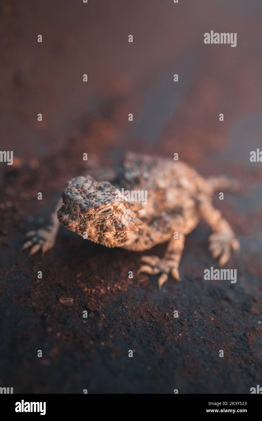 Reptile plate hi-res stock photography and images - Alamy