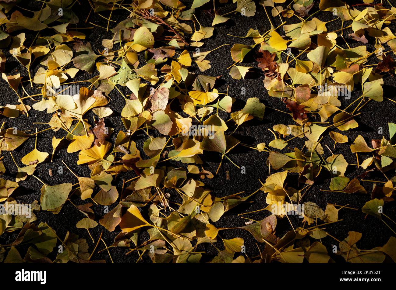 The leaf litter from a ginkgo tree, leaves are scattered over the ...