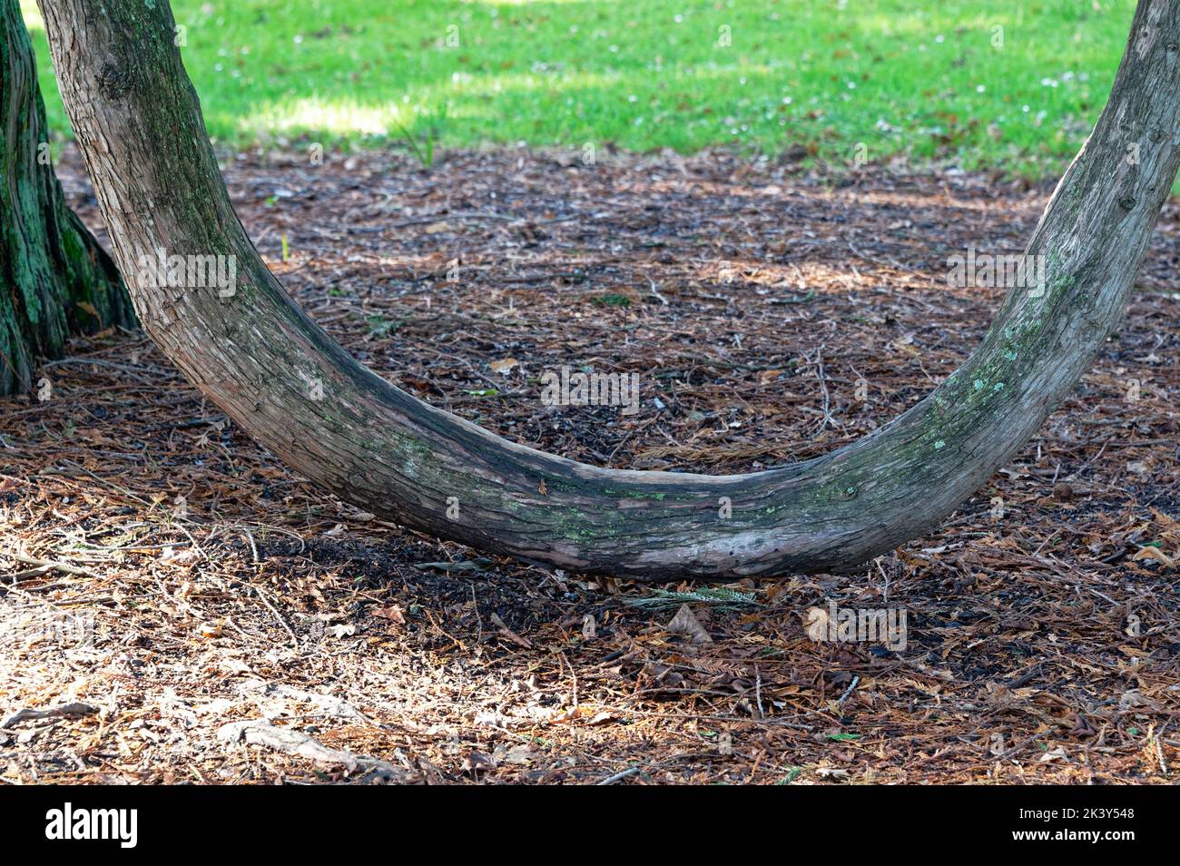 A bough has touched the ground and formed a natural U shape as it ...