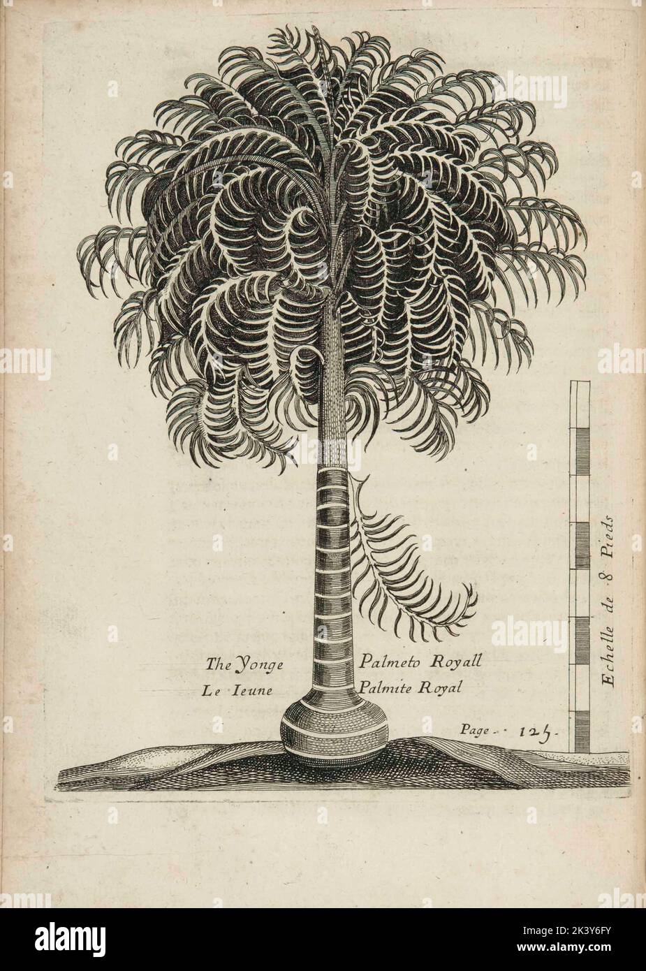 vintage, retro, old, photograph, century, botany, graphics, antique ...