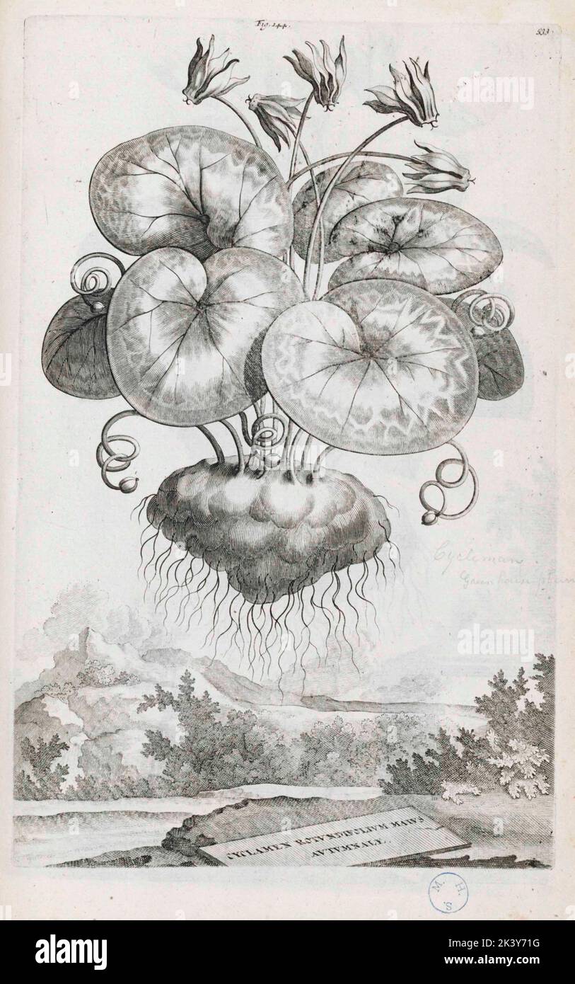 vintage, retro, old, photograph, century, botany, graphics, antique ...