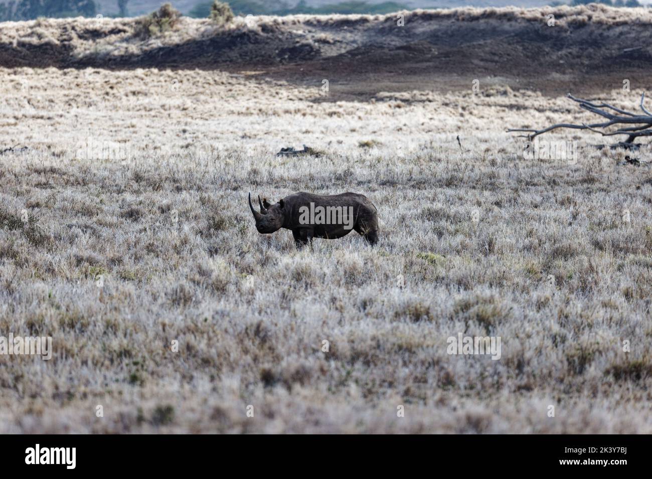 A black rhino (Diceros bicornis), a critically endangered species in ...