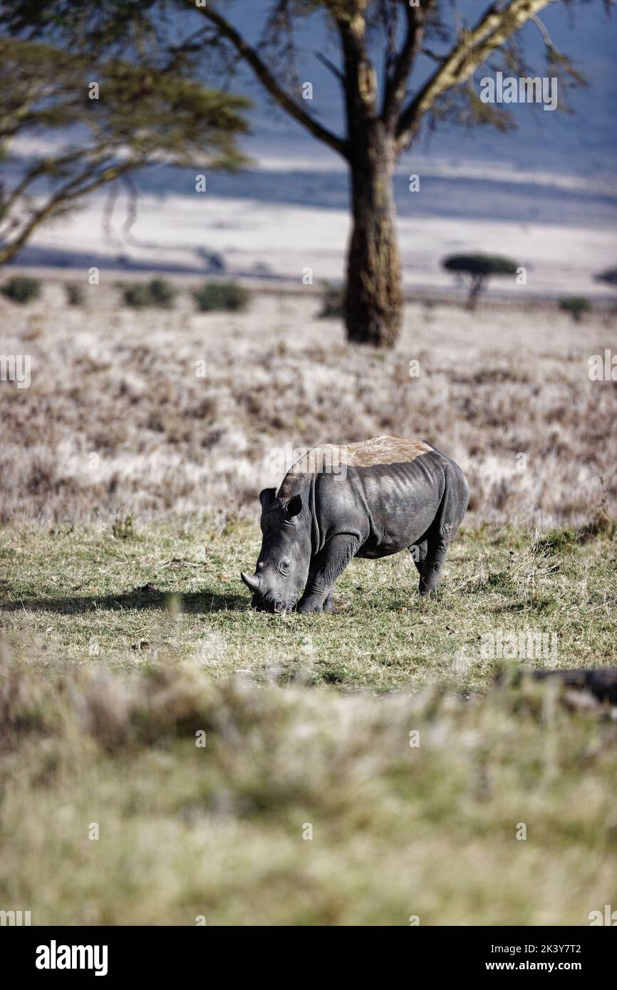 A vertical shot of a baby white rhino (Ceratotherium simum) eating ...