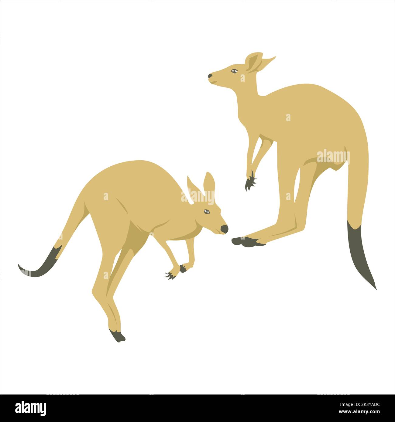 Vector Set Of Kangaroo Illustration Isolated On White Background Stock Vector Image & Art - Alamy