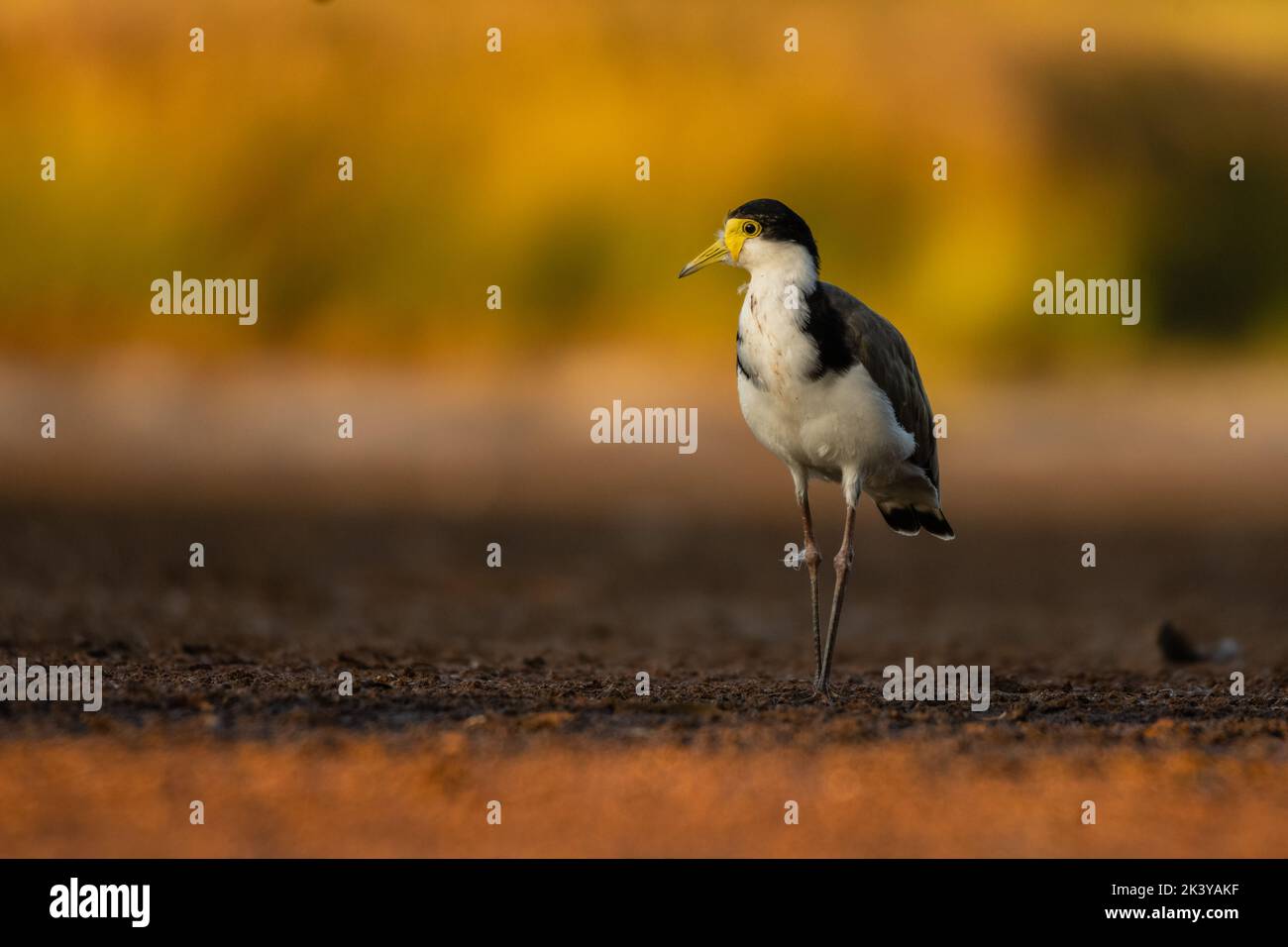 Masked Lapwing (Plover) - Vanellus miles with a stunning background ...