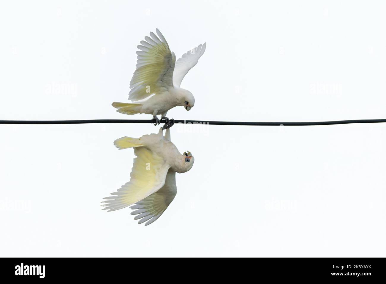 Two Corella parrots playing of a powerline - Cacatua sanguinea Stock ...