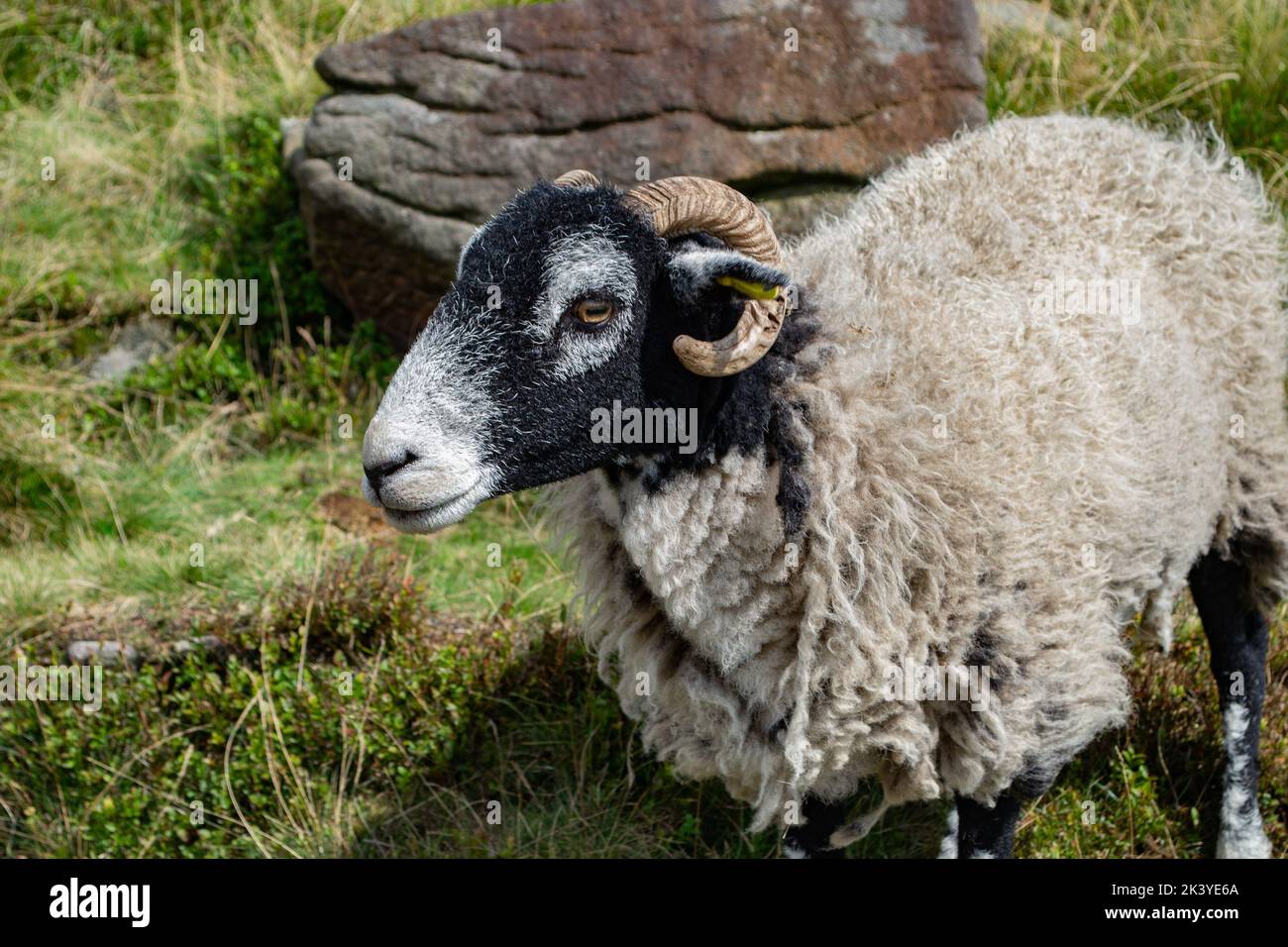Ram eating a tree hi-res stock photography and images - Alamy