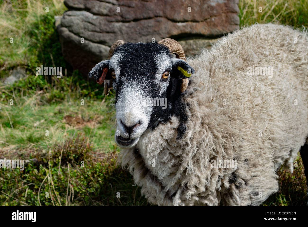 A white ram eating grasses on the meadows Stock Photo - Alamy