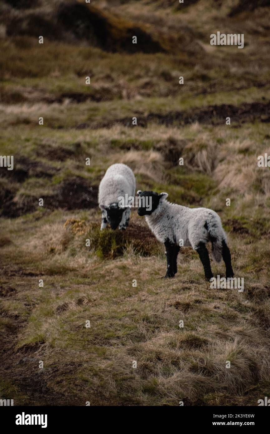 A white ram eating grasses on the meadows Stock Photo - Alamy