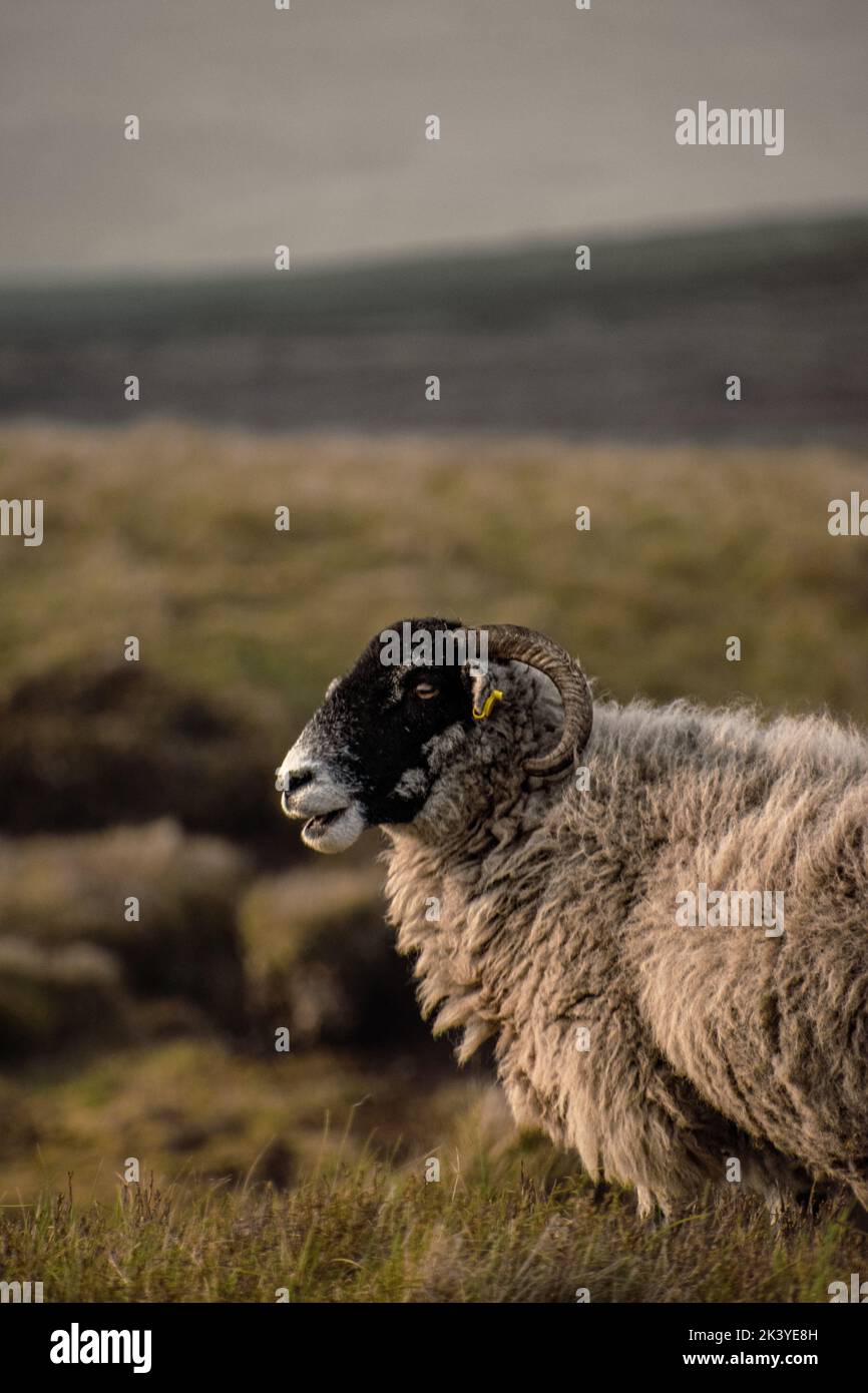 Ram eating a tree hi-res stock photography and images - Alamy