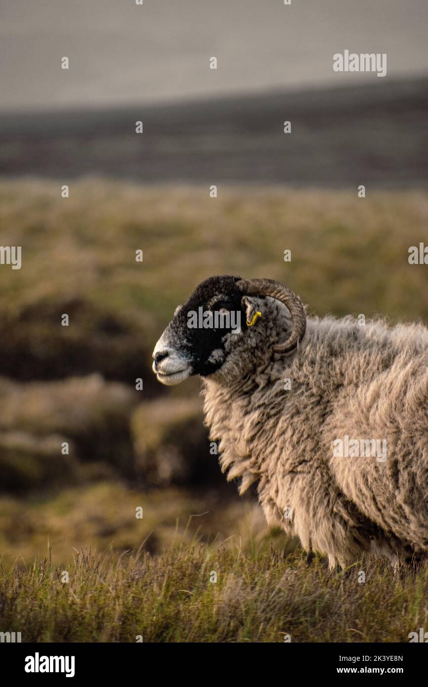 A white ram eating grasses on the meadows Stock Photo - Alamy
