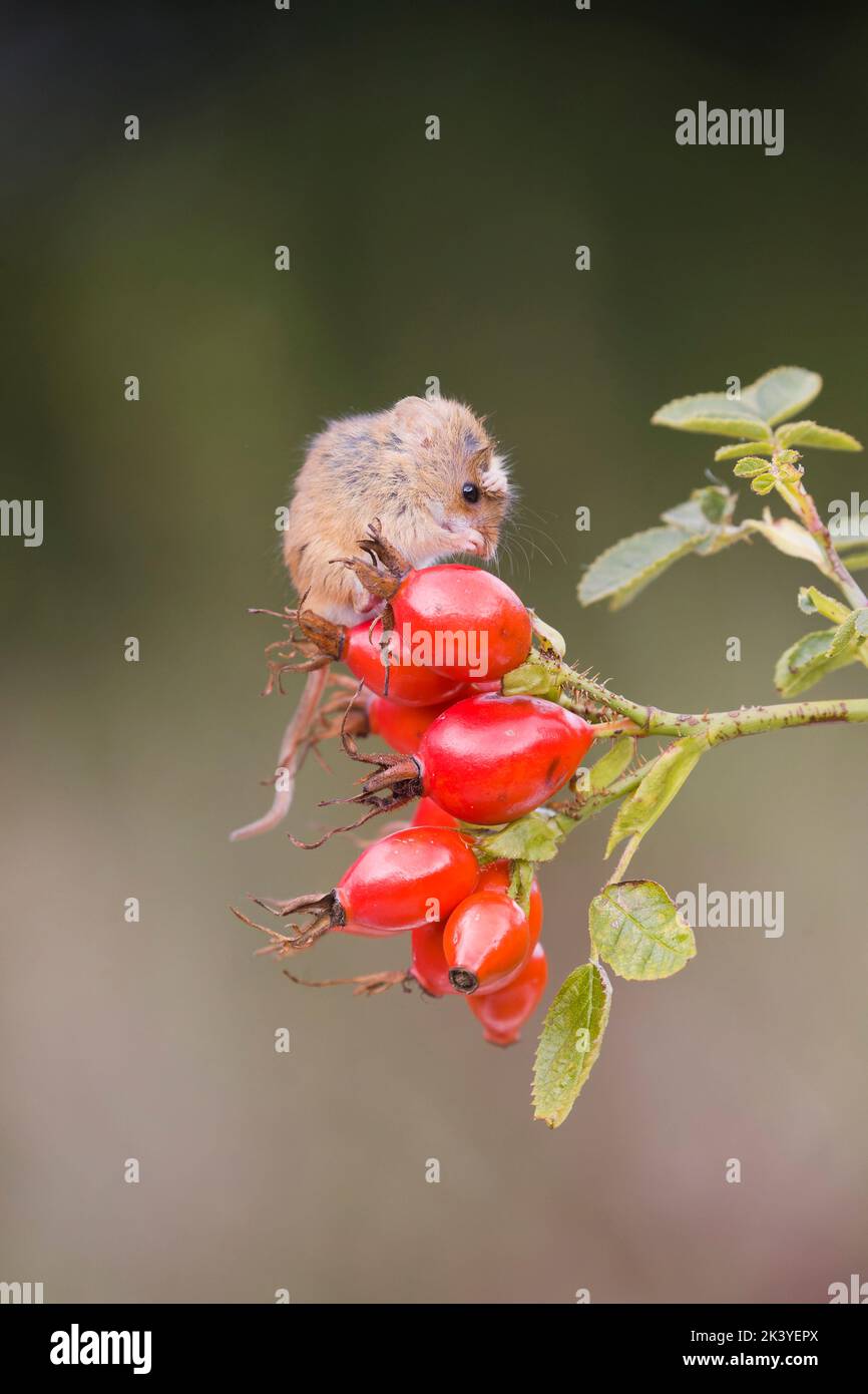 Mouse washing hi-res stock photography and images - Alamy