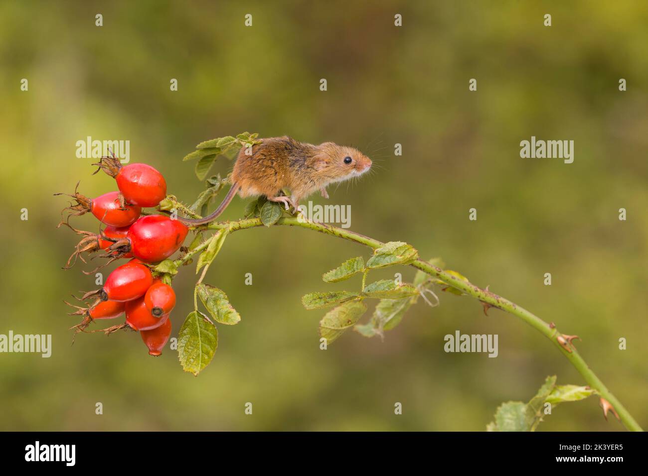 Rose hips mouse hi-res stock photography and images - Alamy