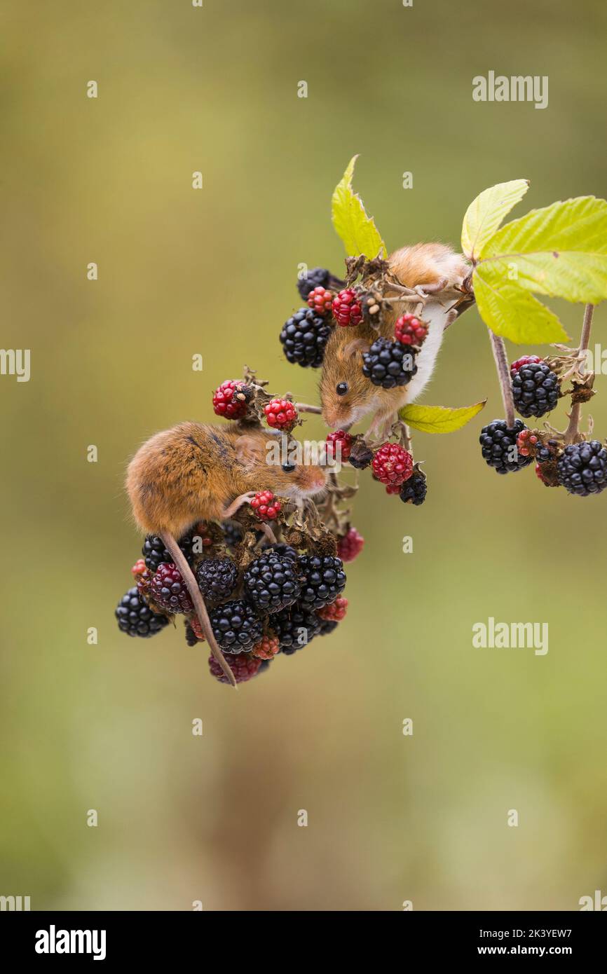 Harvest mice micromys minutus pair hi-res stock photography and images ...