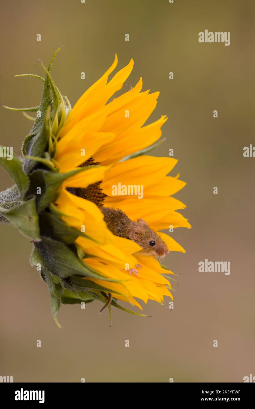 Harvest mouse Micromys minutus, adult standing on sunflower, Suffolk ...