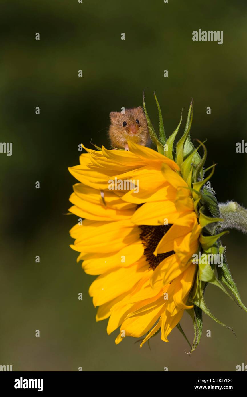 Harvest mouse Micromys minutus, adult standing on sunflower, Suffolk ...