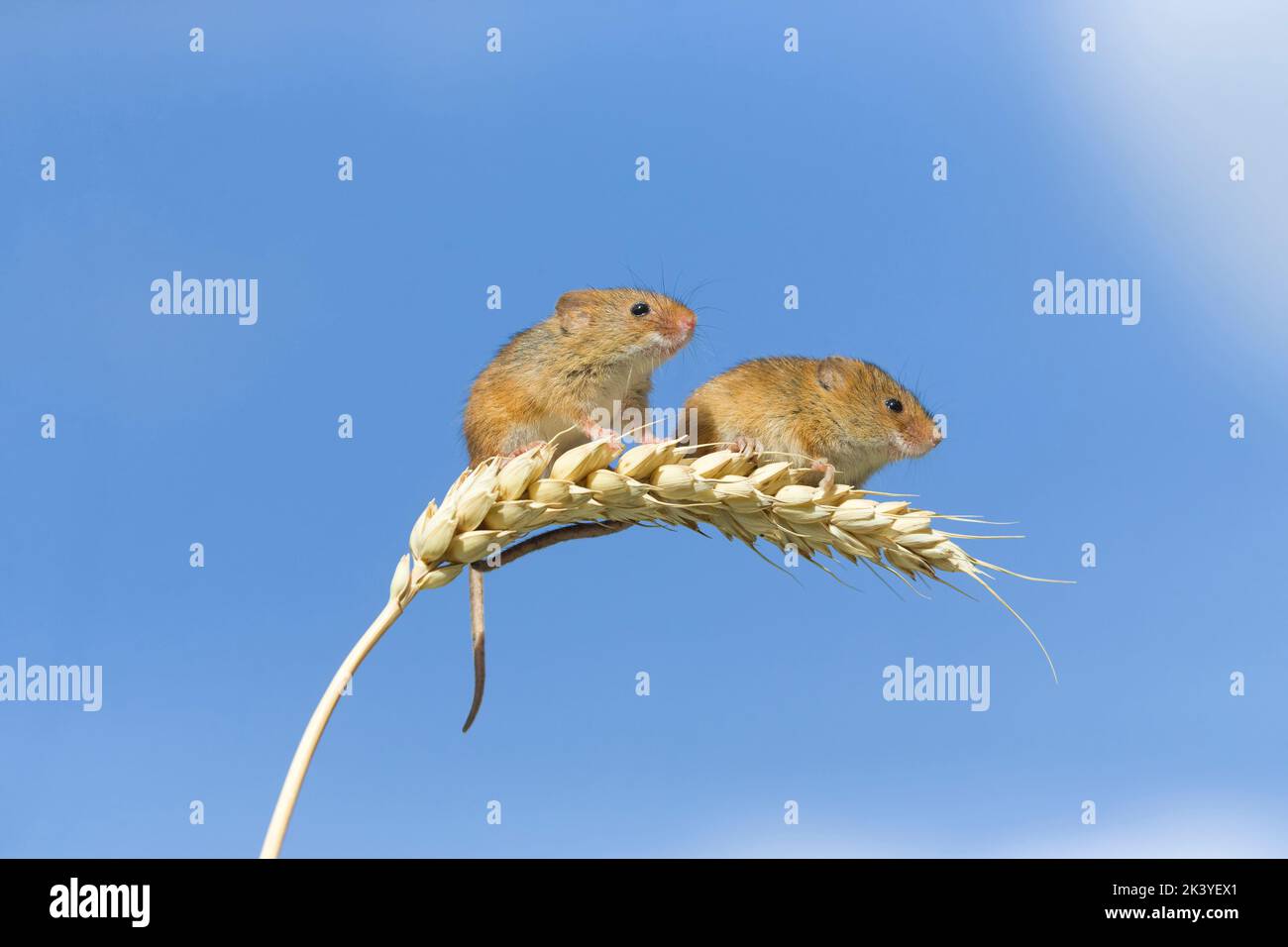 Harvest mouse Micromys minutus, 2 adults standing on wheat stem ...