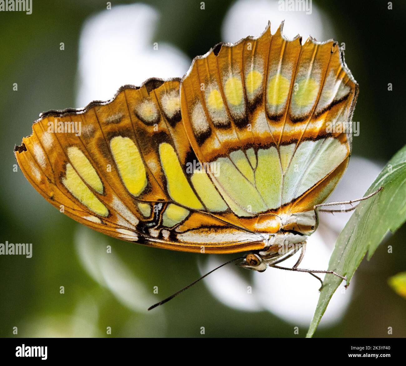 A Lepidoptera butterfly on a grean leaf, macro Stock Photo - Alamy