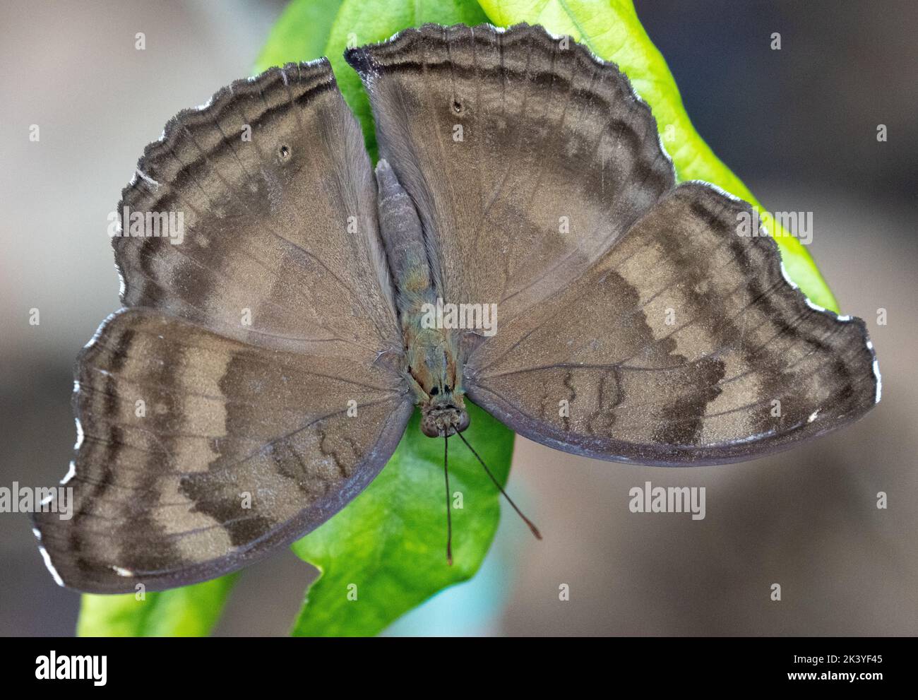 A Lepidoptera butterfly on a grean leaf, macro Stock Photo - Alamy