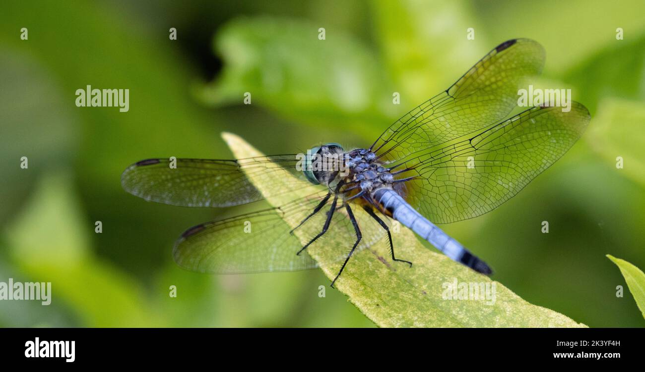 A blue Wandering glider in the wild nature, macro Stock Photo - Alamy
