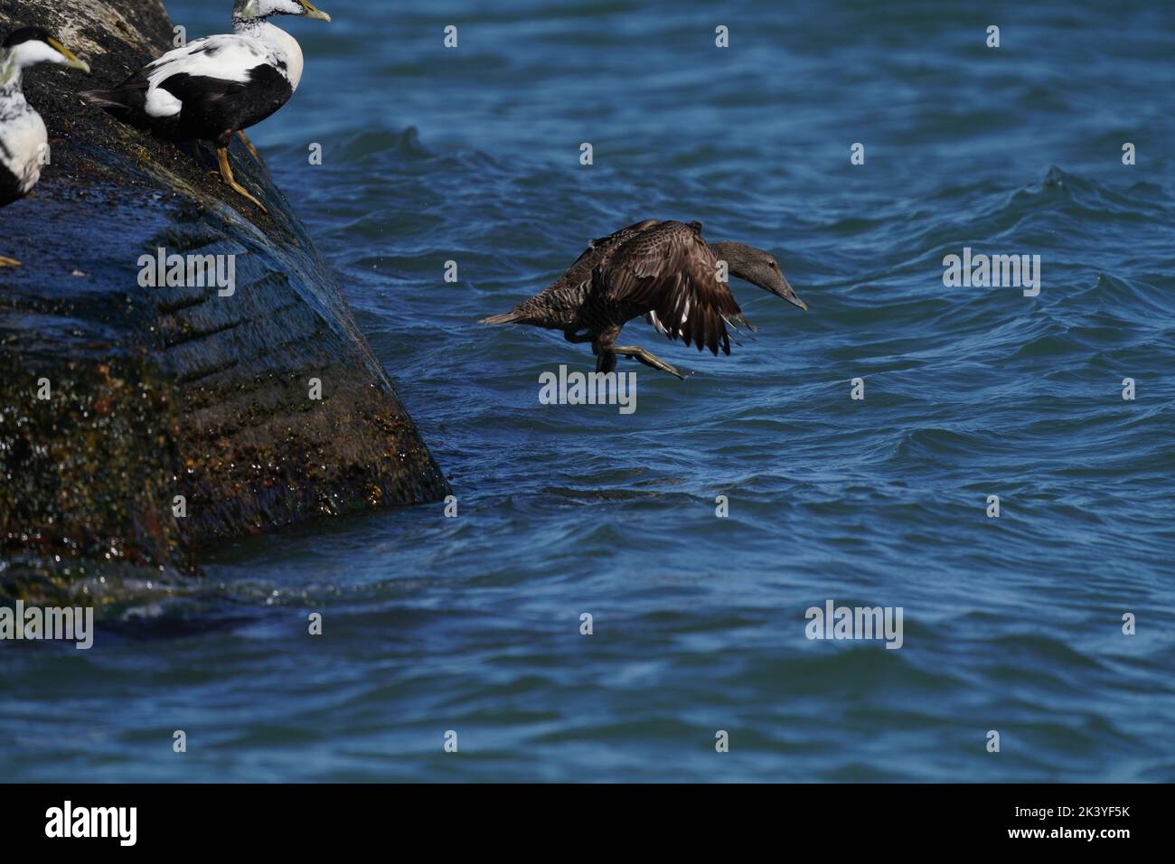 The black feather duck flying above the sea water, close-up Stock Photo ...