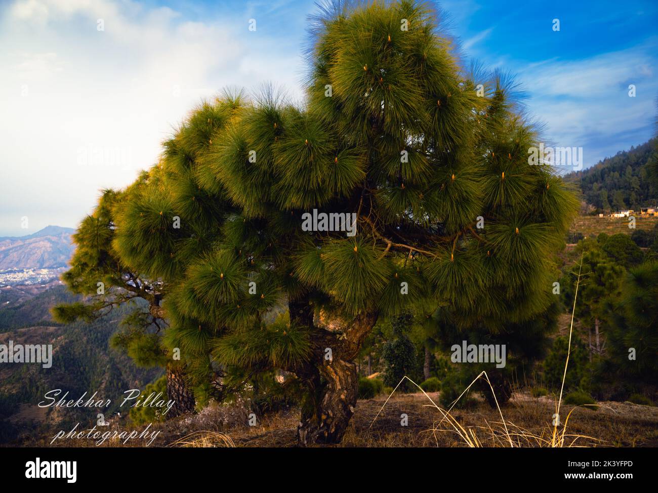 Tree in the mountains. Scenic village in Kumaon region of Himalayan ...