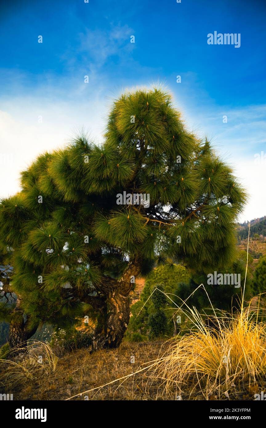 Tree in the mountains. Scenic village in Kumaon region of Himalayan ...