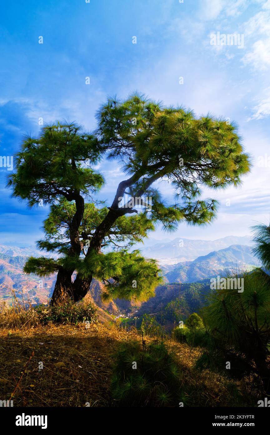 Tree in the mountains. Scenic village in Kumaon region of Himalayan ...