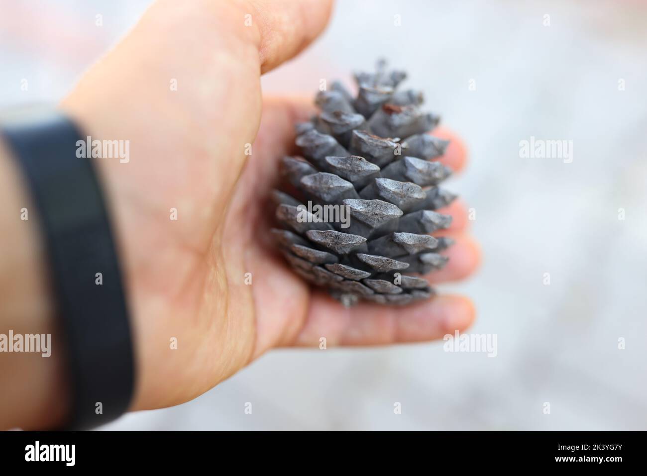 Cedar cone in the hand Stock Photo - Alamy