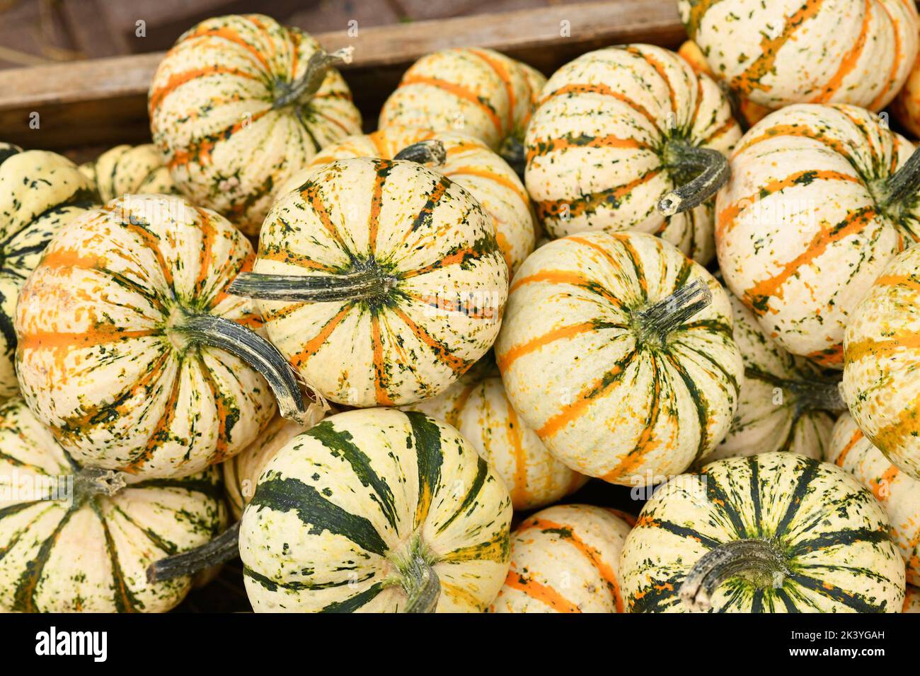 Carnival yellow hi-res stock photography and images - Alamy