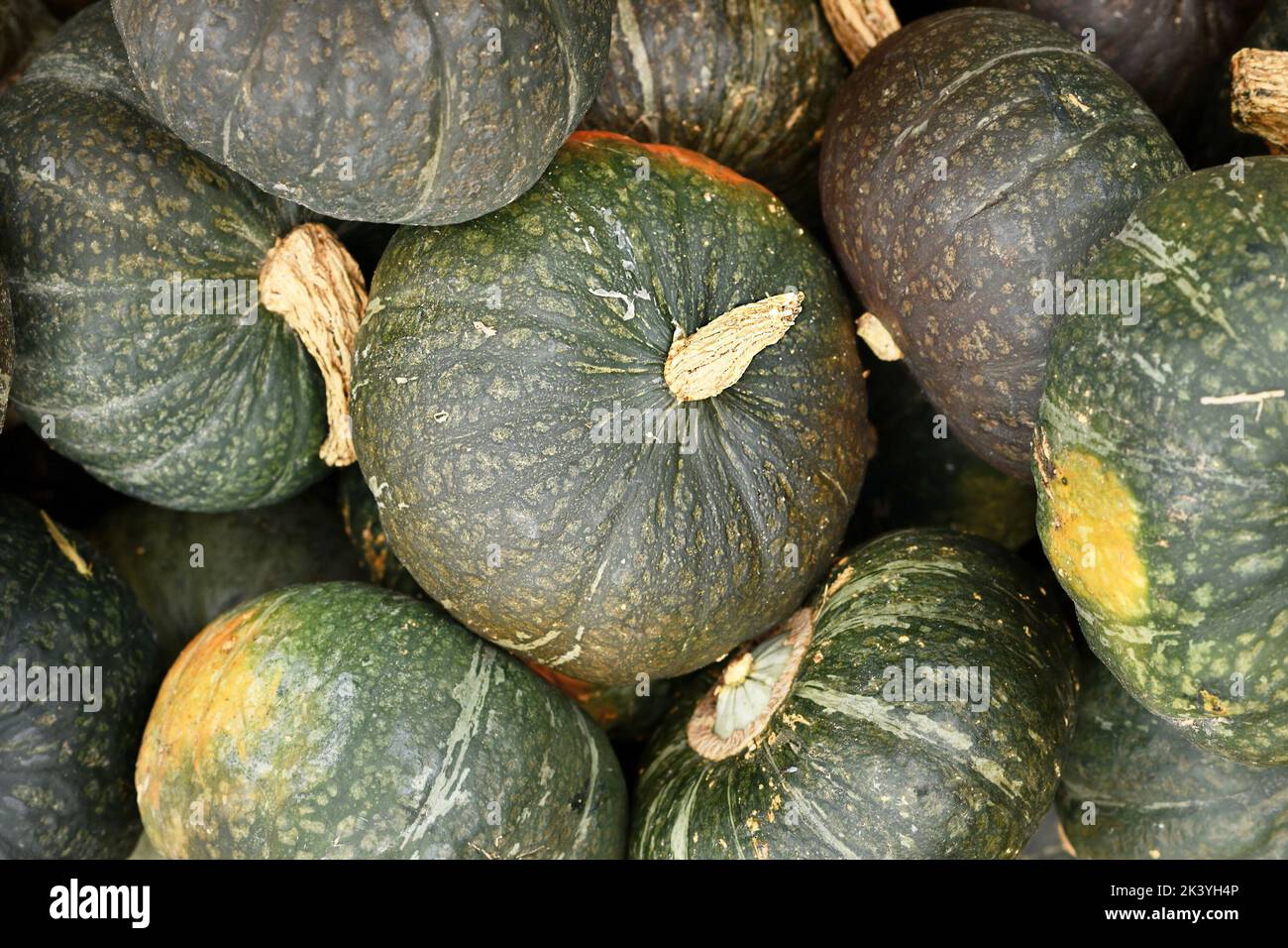 Pile of green Kabocha Delica squashes Stock Photo - Alamy