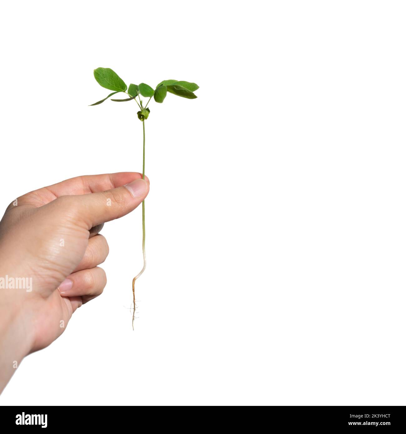 Sapling with root is hold on the man hand on white background ...