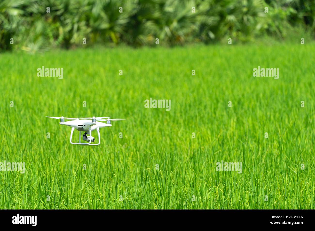 Drone is flying on the green paddy rice field Stock Photo - Alamy