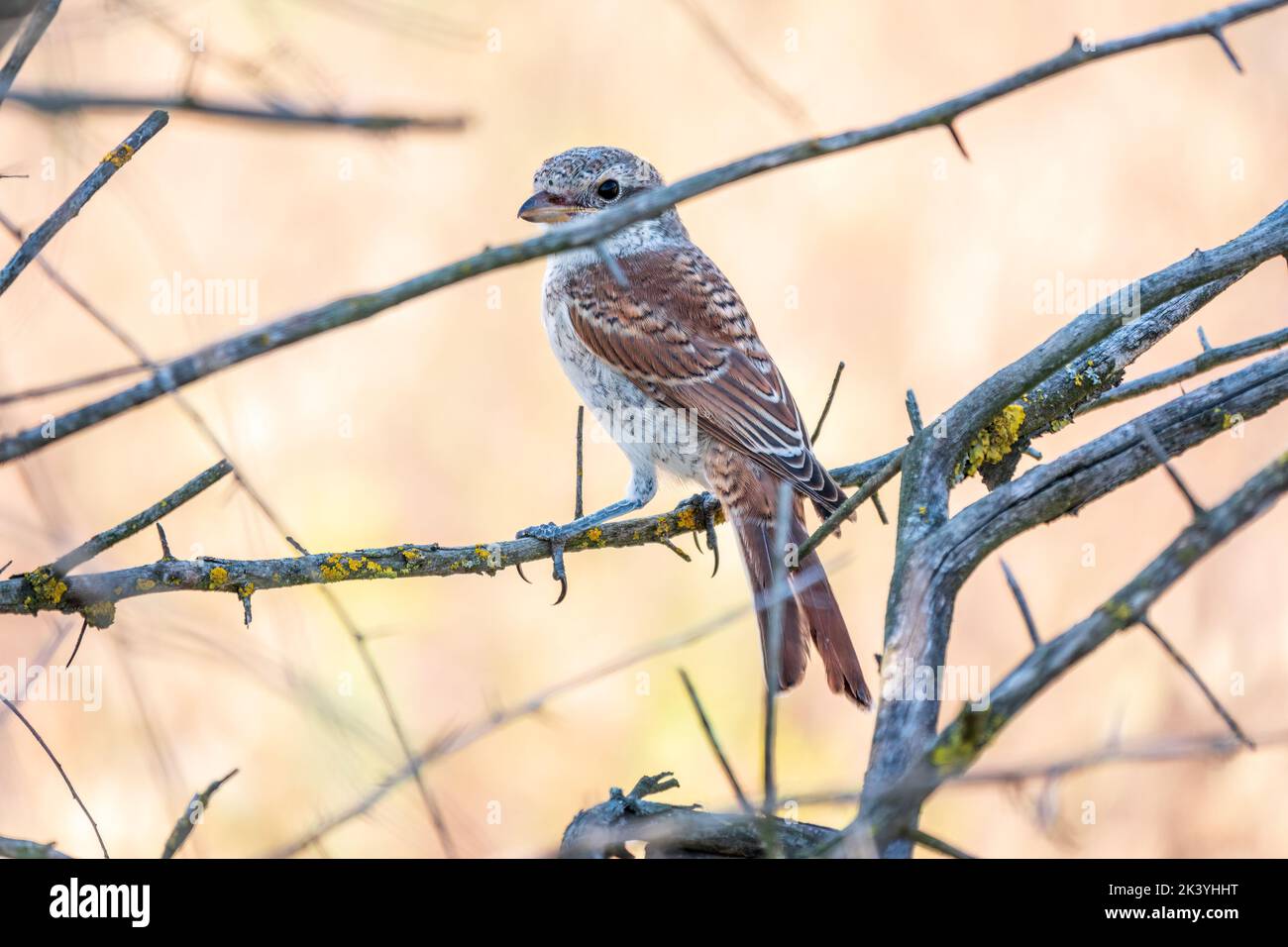 Juvenile Red-backed Shrike sitting on a tree branch. Red-backed shrike ...