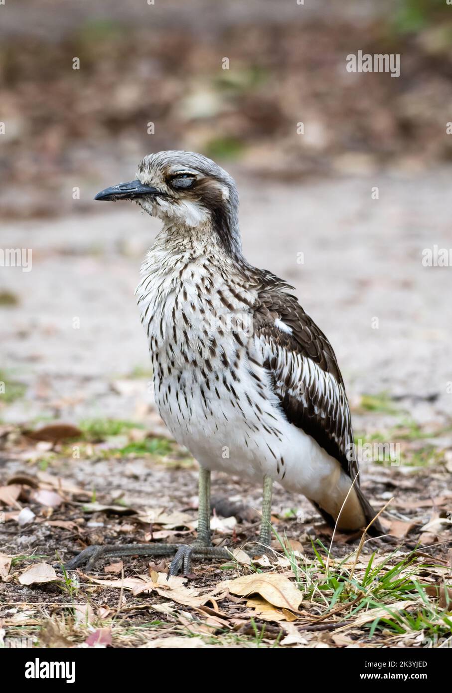 Queensland Bush Stone-curlew sitting on the ground (Numenius Stock ...