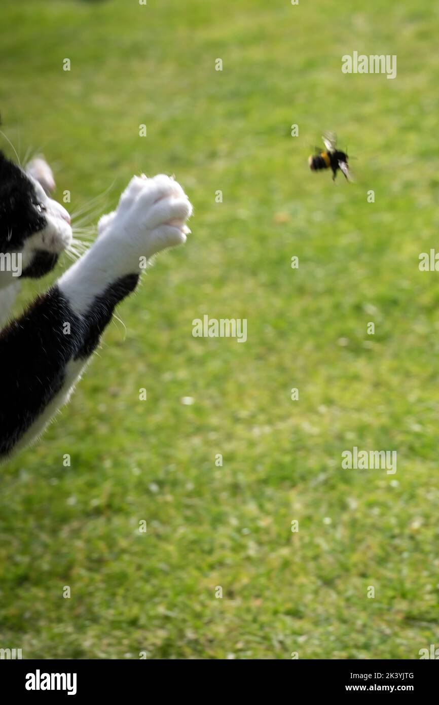 Playing wasp hi-res stock photography and images - Alamy