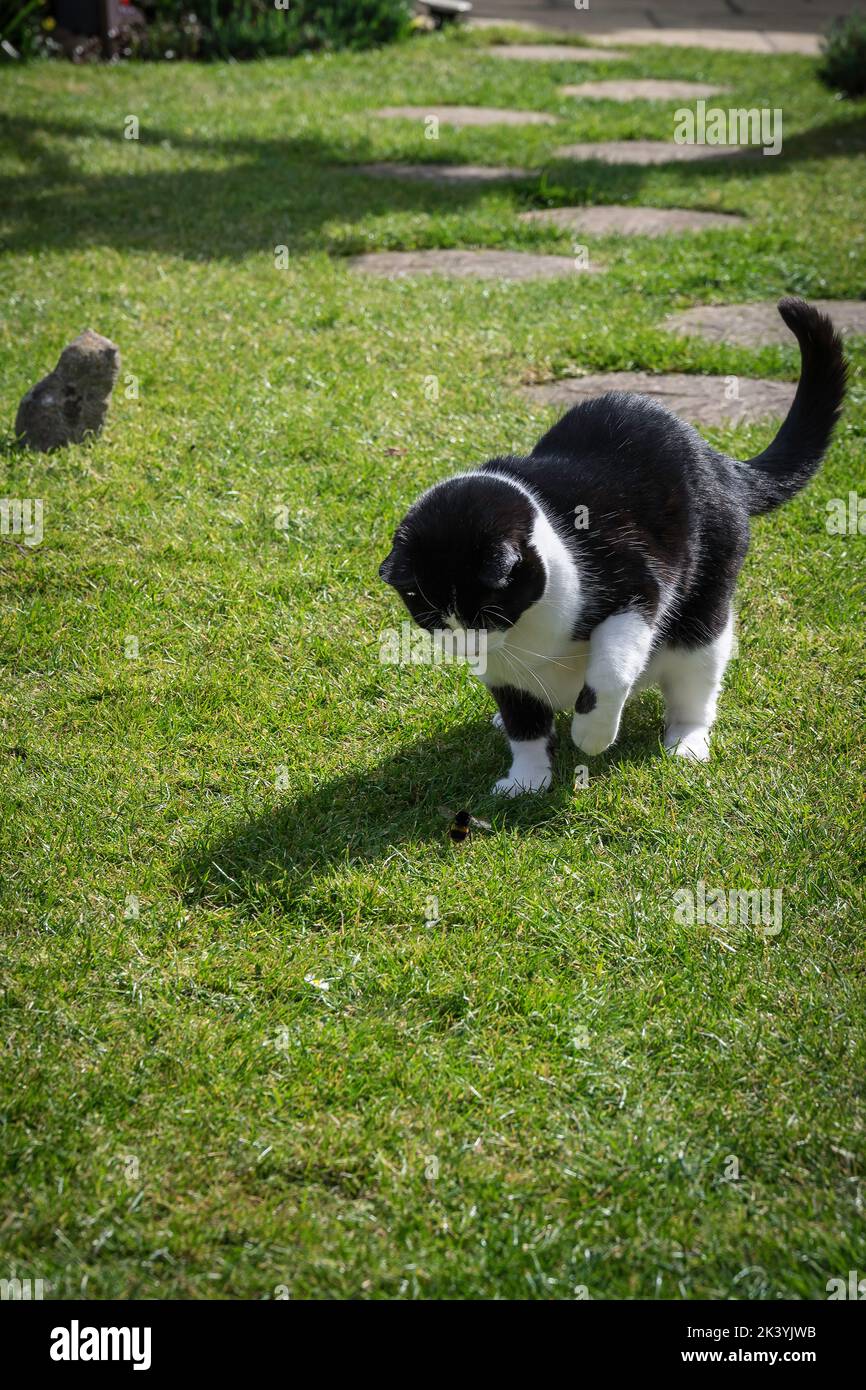 Cat watching the wasp at the garden Stock Photo - Alamy