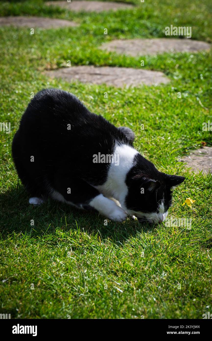 Cat watching the wasp at the garden Stock Photo - Alamy