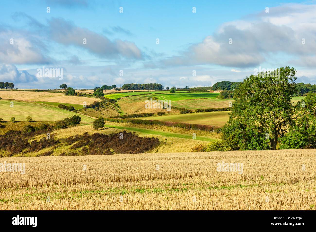 Harvest time in the Yorkshire Wolds, UK with golden cut corn fields ...
