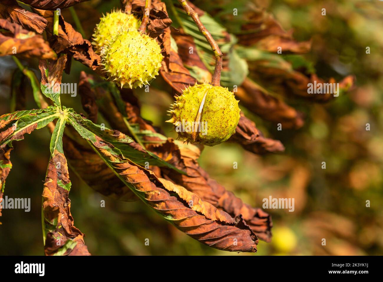 Close up of a spiky Horse Chestnut just about to crack open and reveal ...