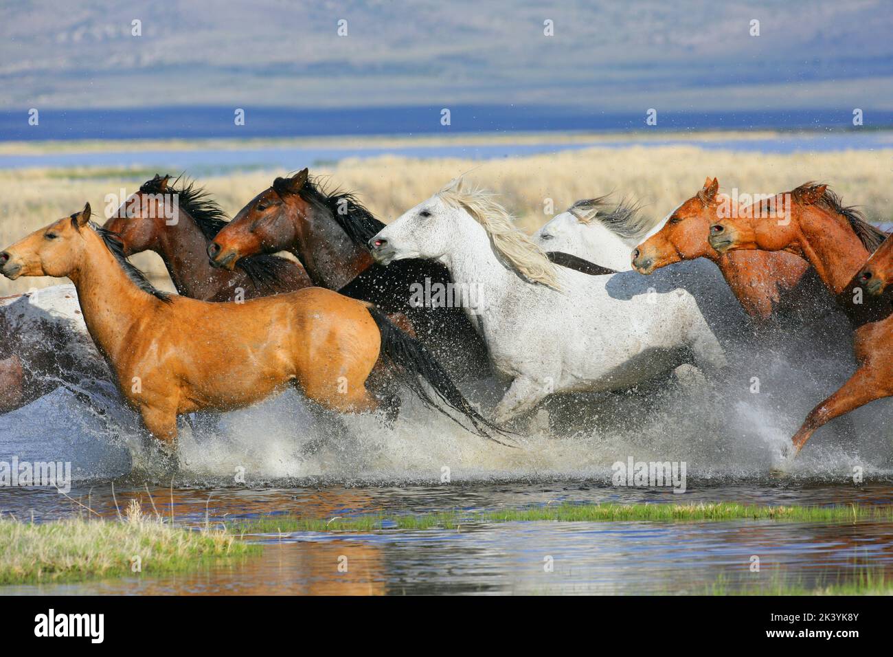 Free Gallop in the afternoon Stock Photo - Alamy